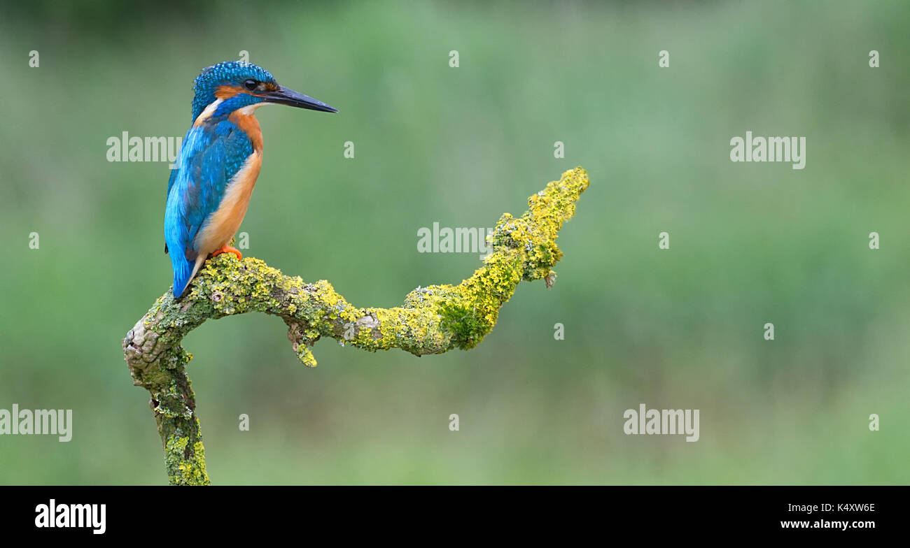 Kingfisher with fish on perch back view hi-res stock photography and ...