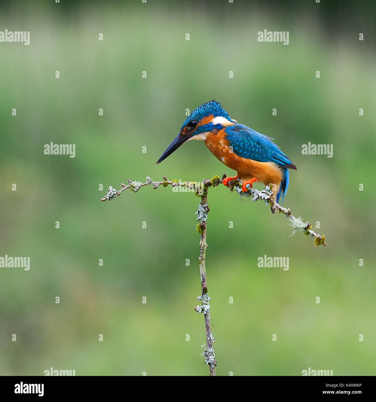 Kingfisher with fish on perch back view hi-res stock photography and ...
