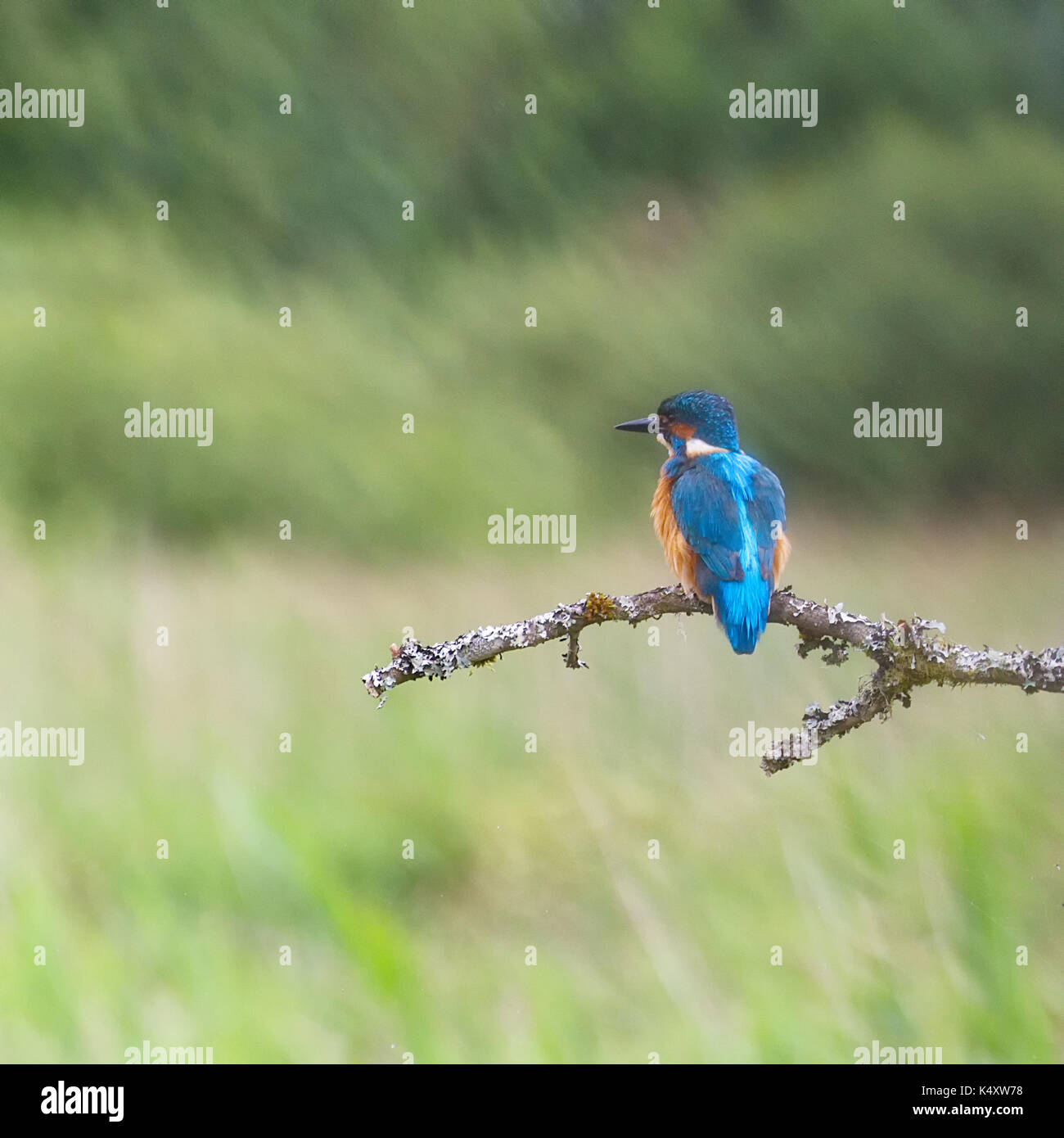 Kingfisher with fish on perch back view hi-res stock photography and ...