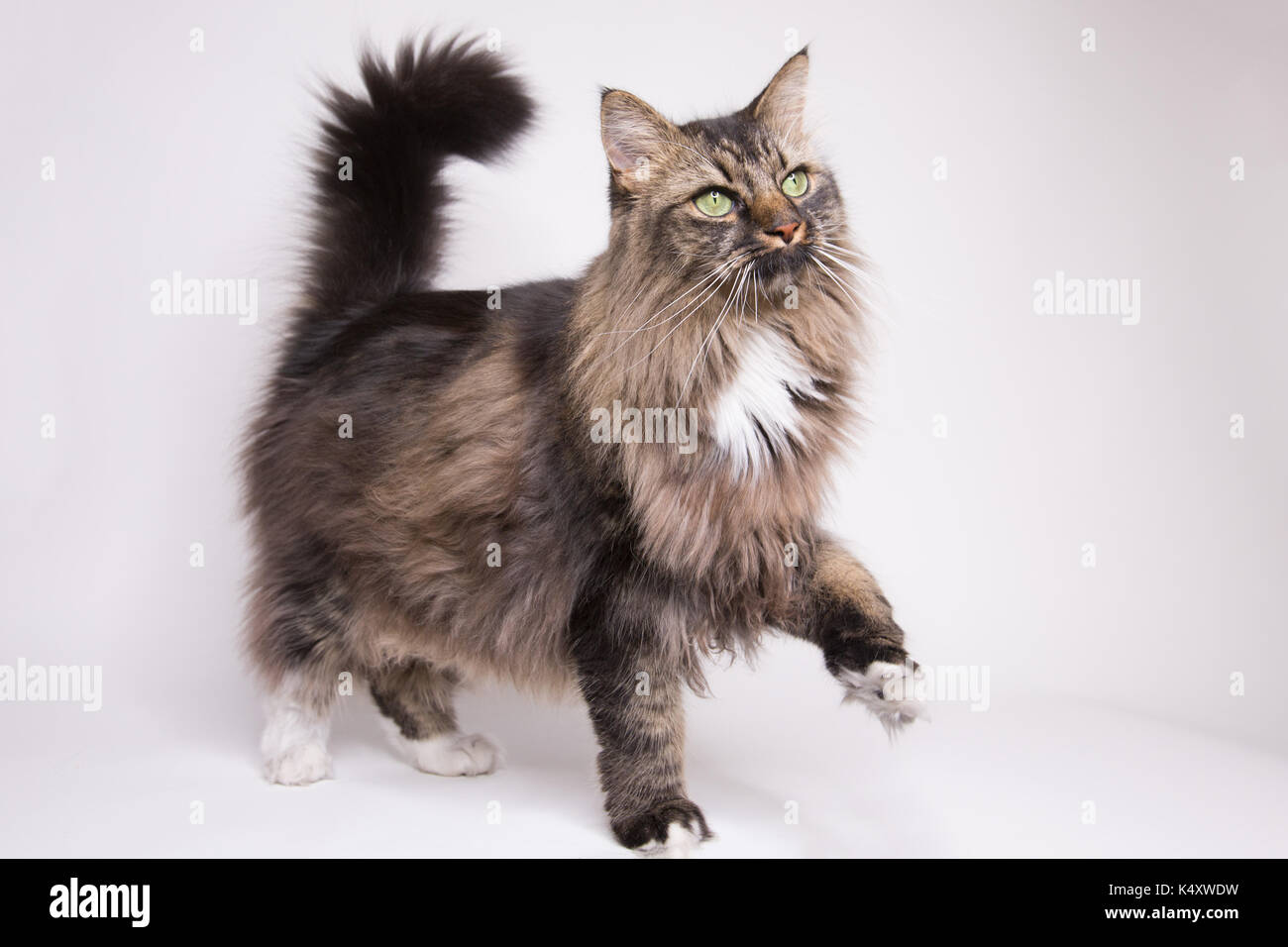 Short fur cats hi-res stock photography and images - Alamy