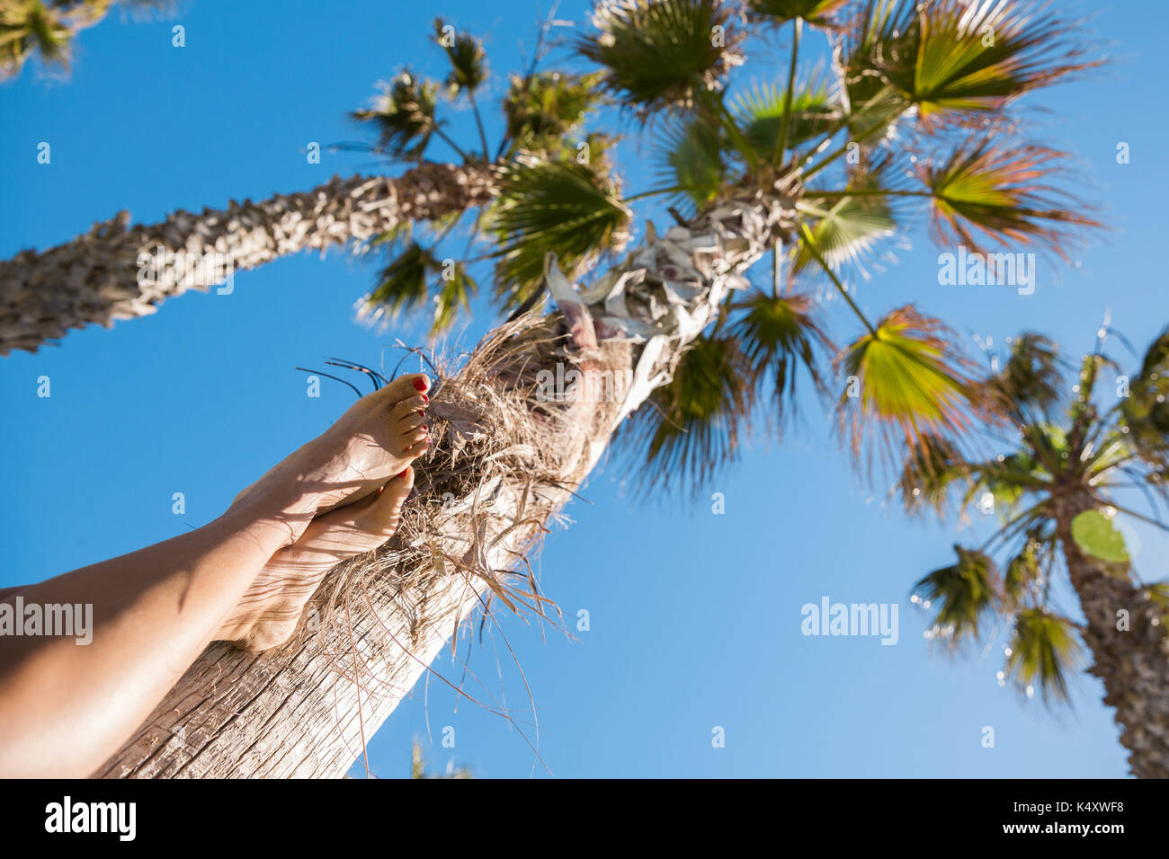 Cropped portrait of woman legs leaning against palm Stock Photo - Alamy