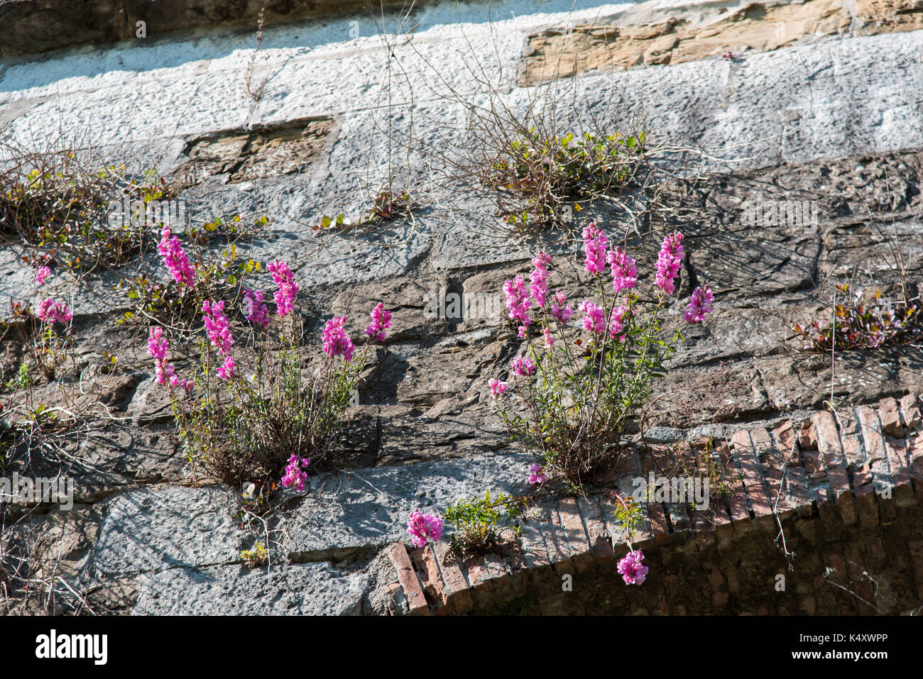 Gradisca castle hi-res stock photography and images - Alamy