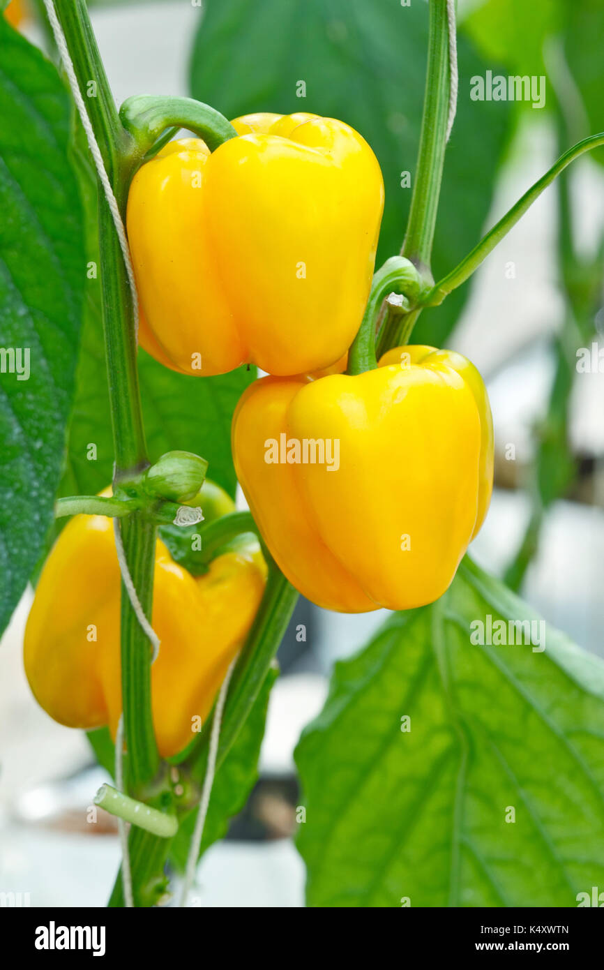 Bell fruit tree hi-res stock photography and images - Alamy