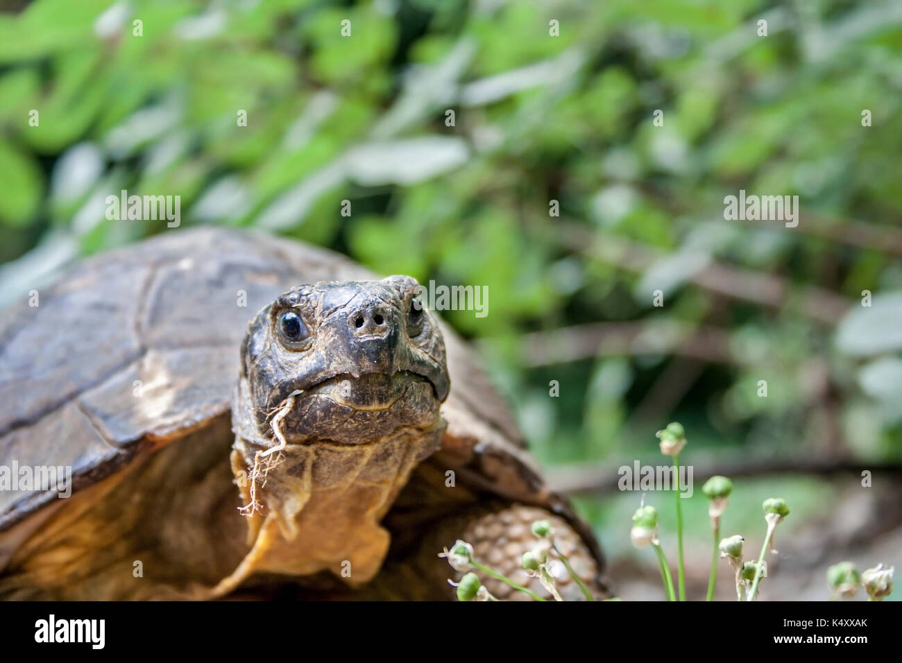 Close up of a Hermann`s tortoise head on green background Stock Photo ...