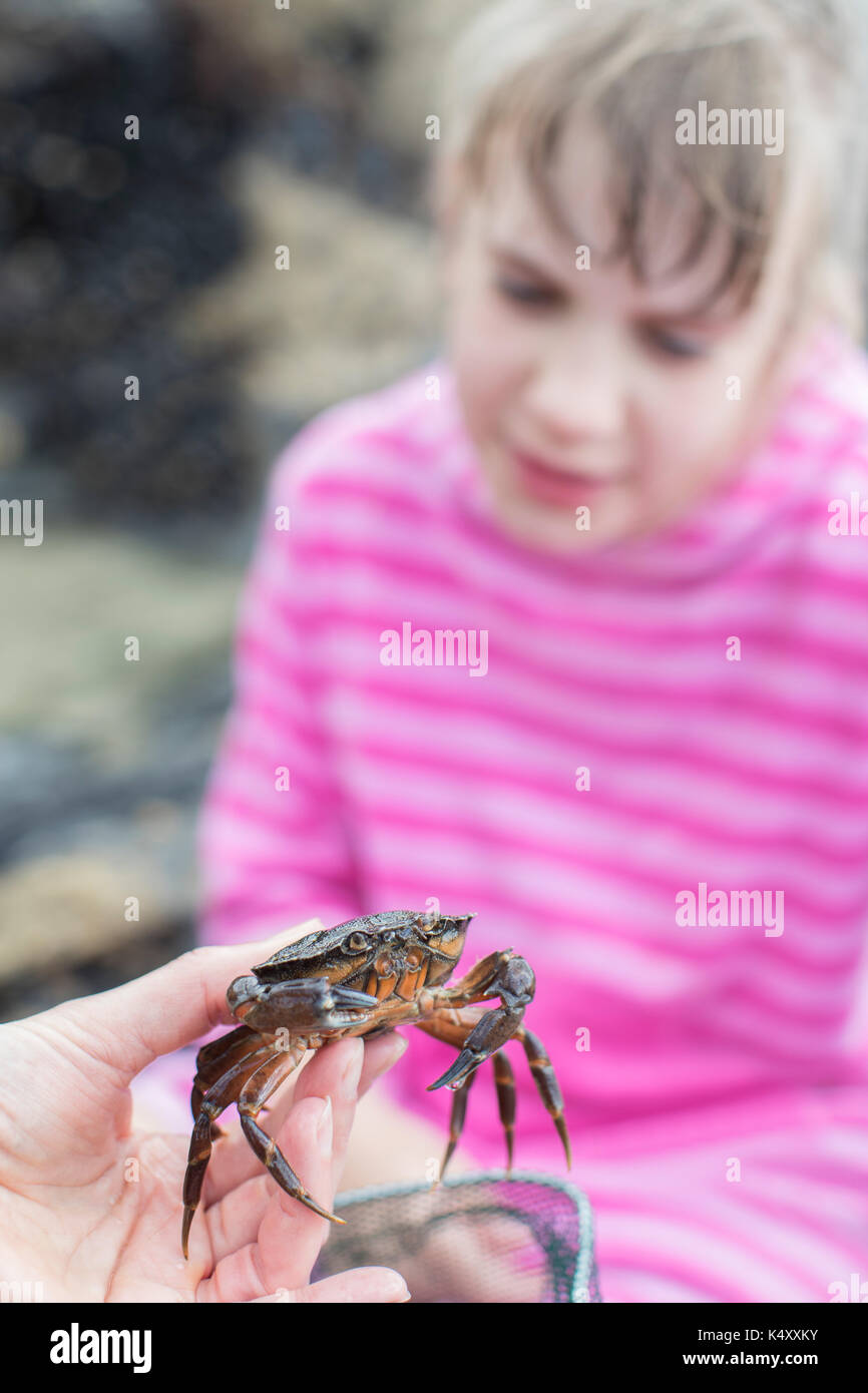 Crabbing Beach Stock Photos & Crabbing Beach Stock Images - Alamy