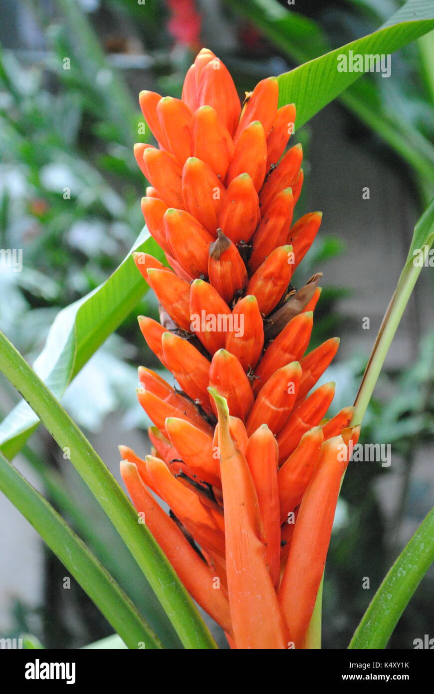 Tall spikey flowers hi-res stock photography and images - Alamy
