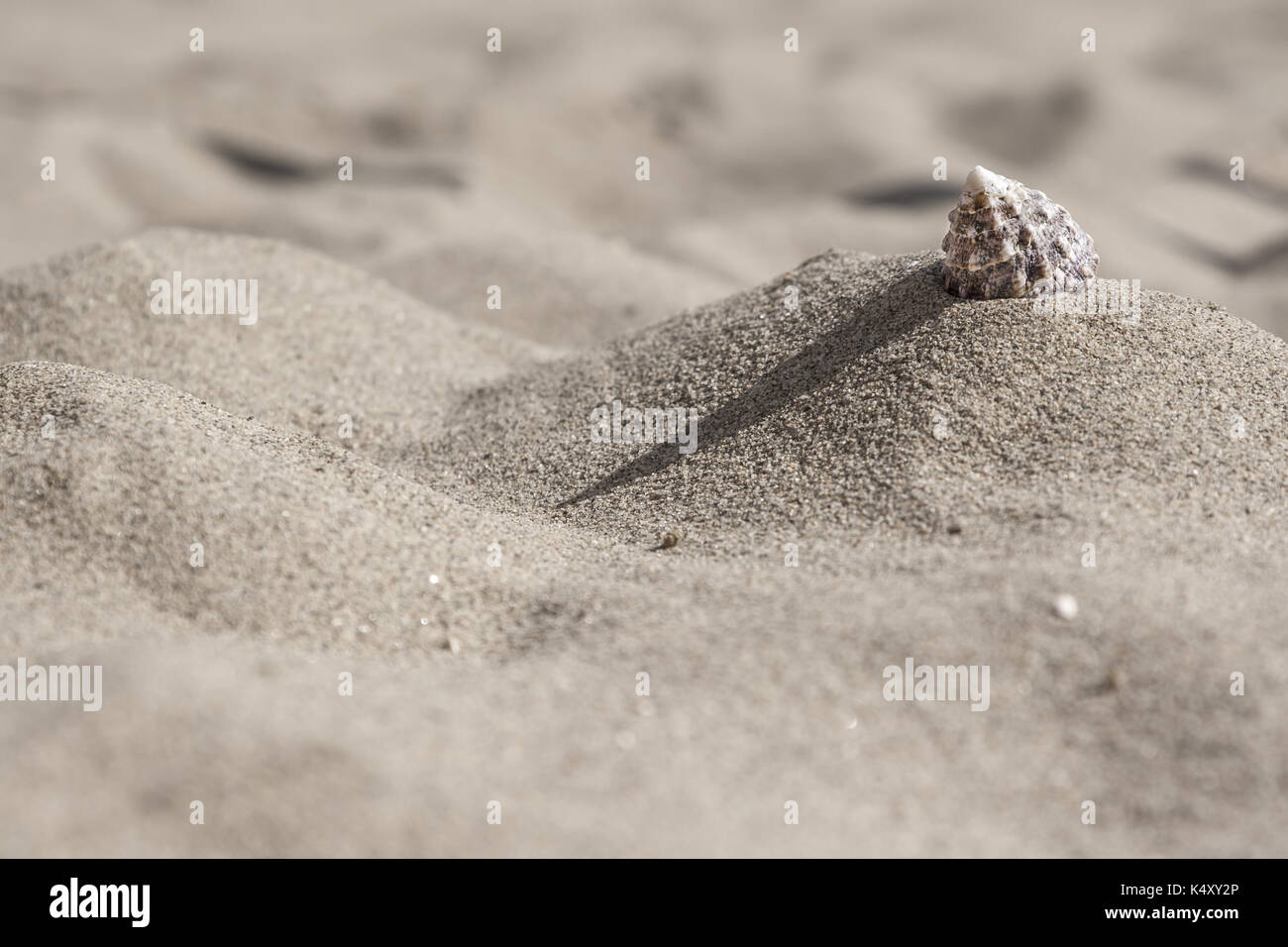 Sea snail shell in sand Stock Photo - Alamy