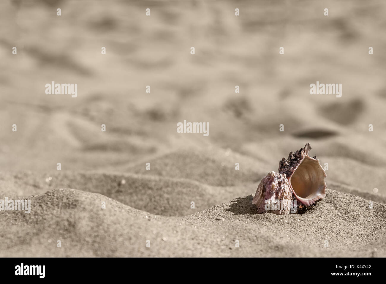 Sea snail shell in sand Stock Photo - Alamy