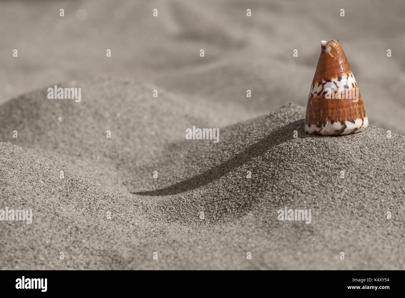 Sea snail shell hi-res stock photography and images - Alamy