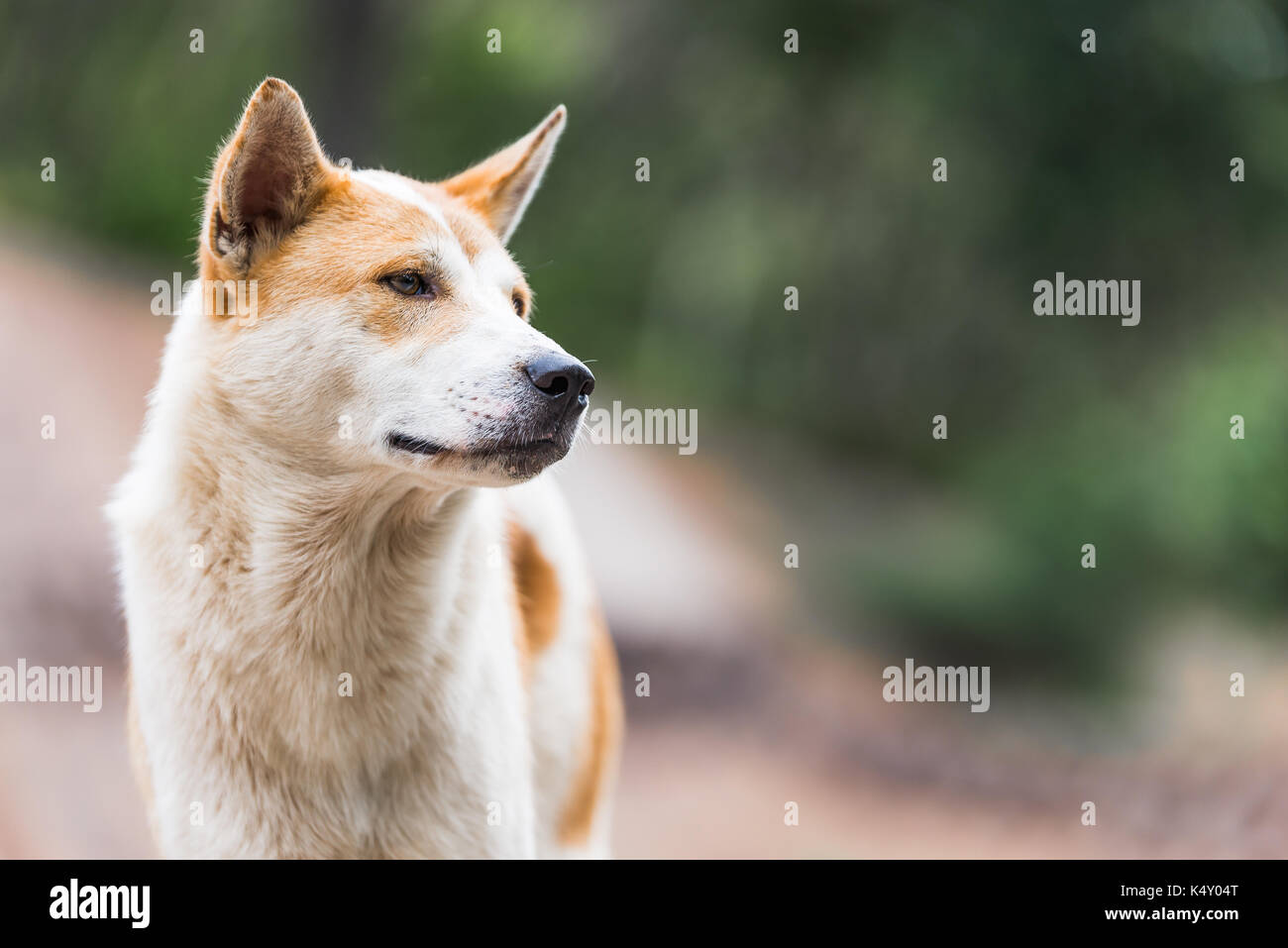 Asian dog breed hi-res stock photography and images - Alamy