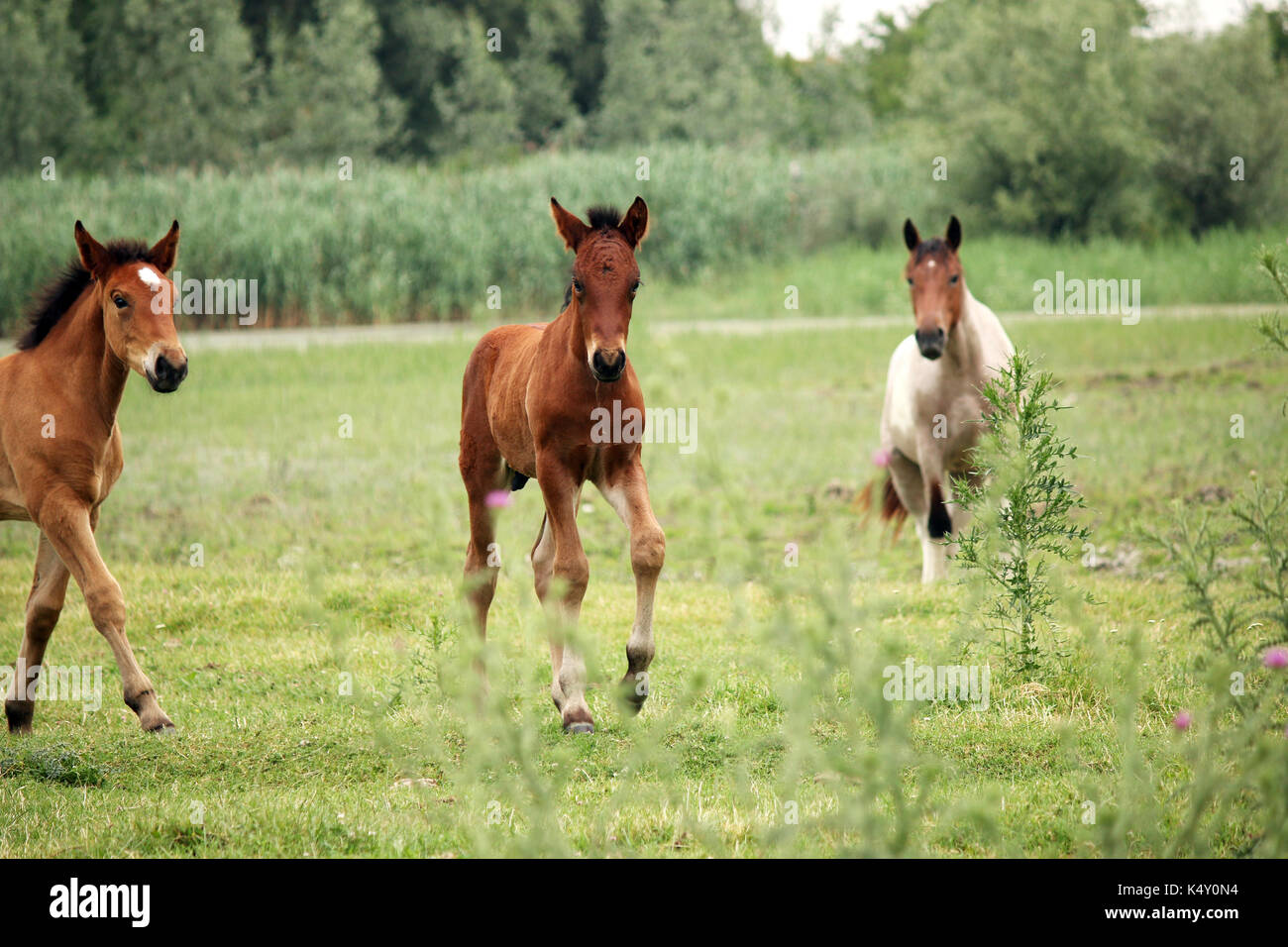 horses and foals on field Stock Photo - Alamy