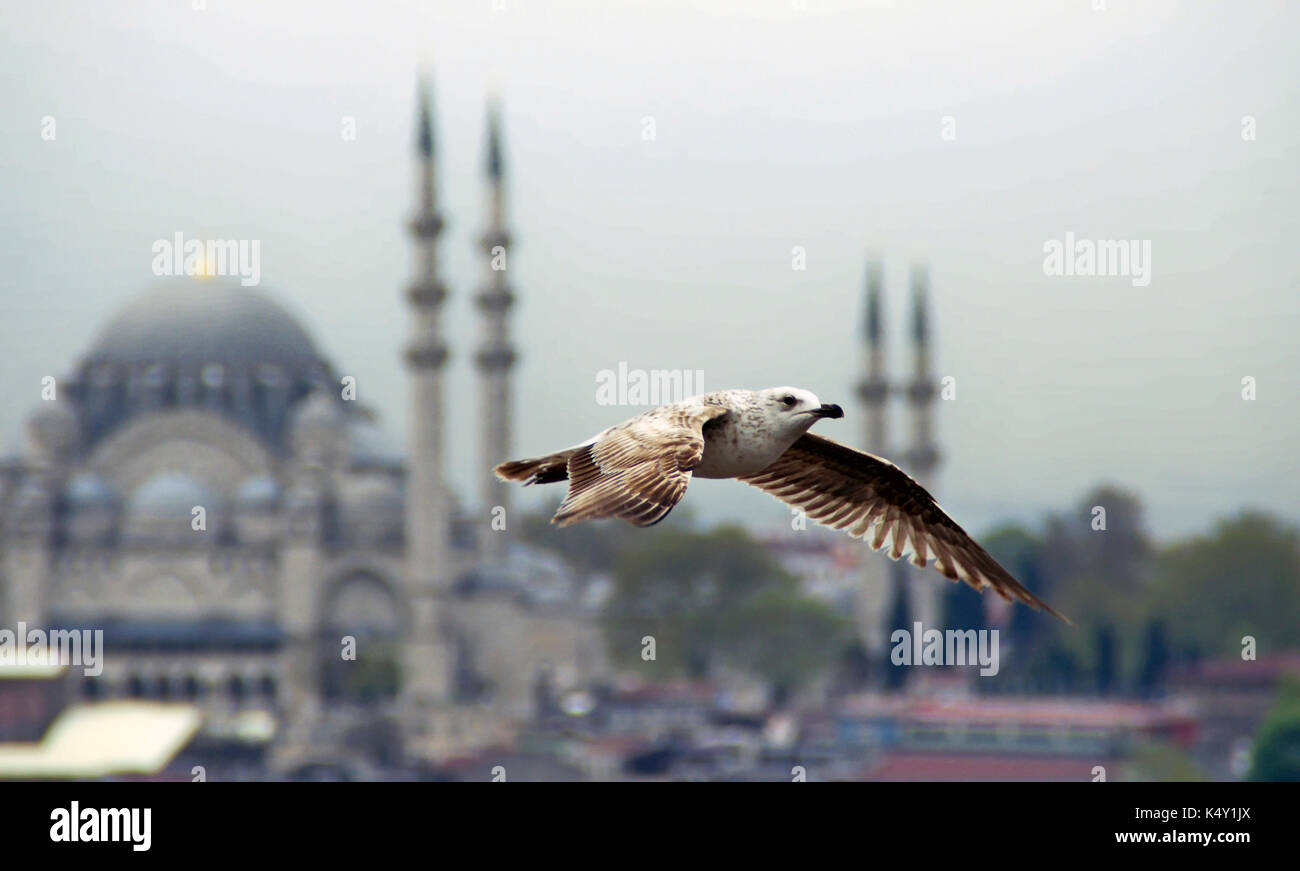 Seagull in Istanbul Stock Photo - Alamy