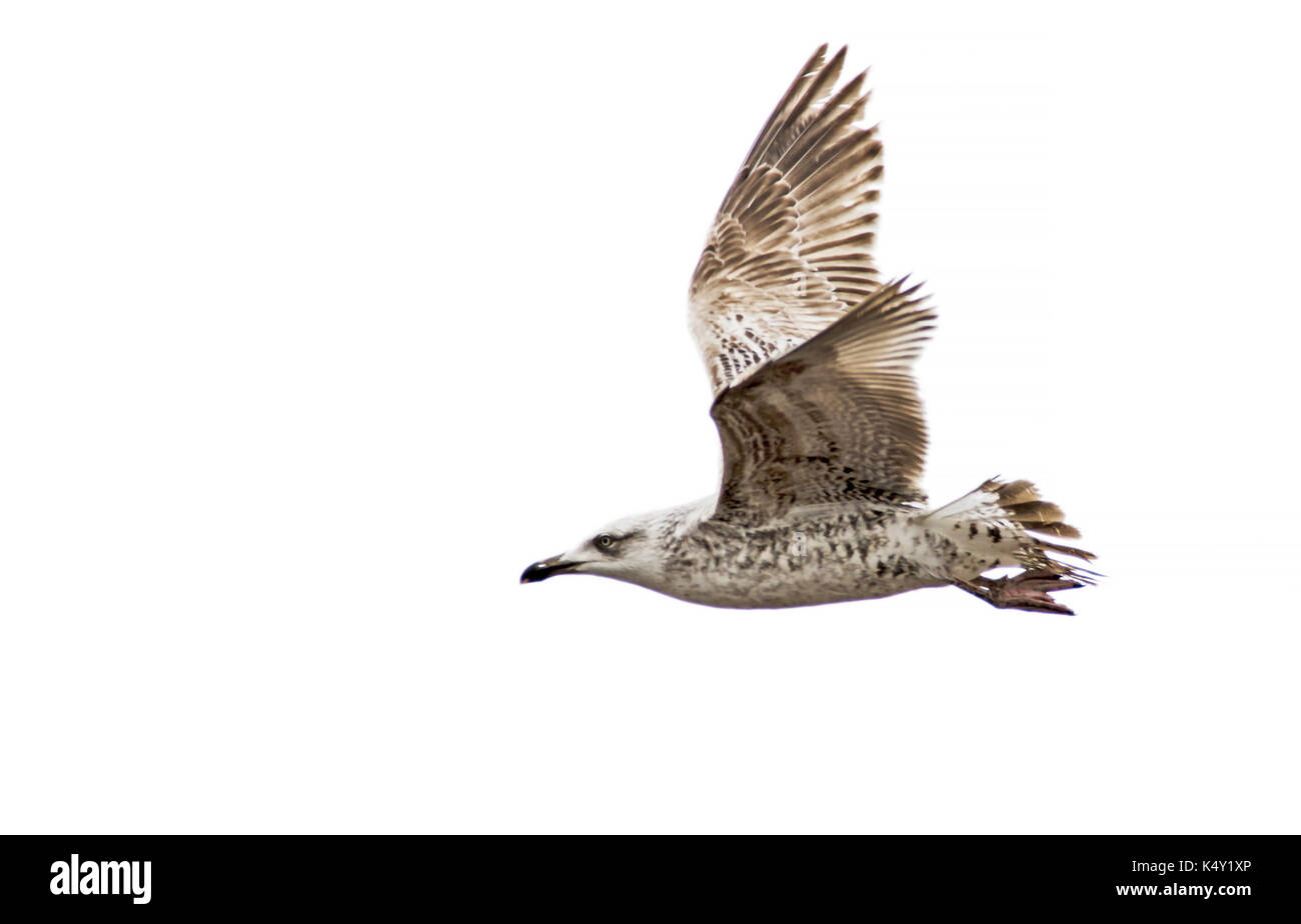 Young gull Cut Out Stock Images & Pictures - Alamy