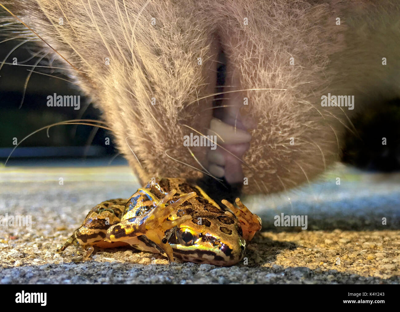 Cat Sniffing a Scared Frog with Hands Protecting It's Face Stock Photo ...