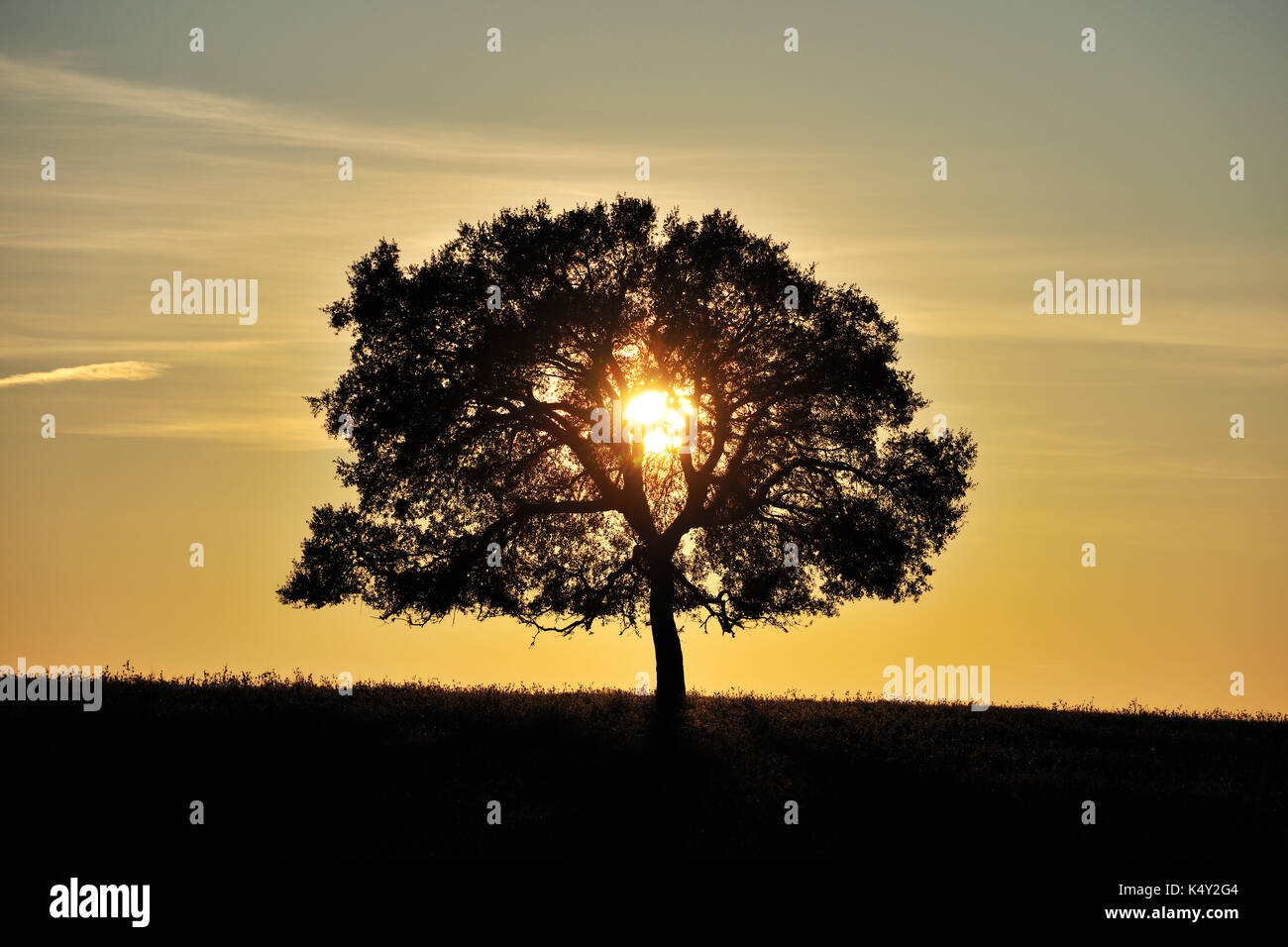 Alentejo cork hi-res stock photography and images - Alamy