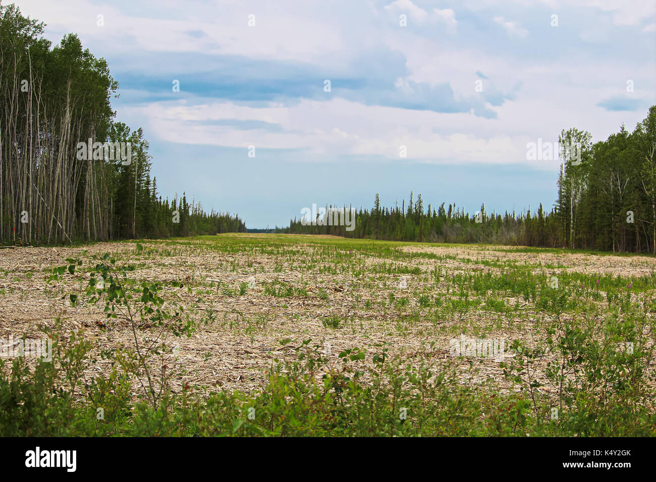 Forested ground hi-res stock photography and images - Alamy