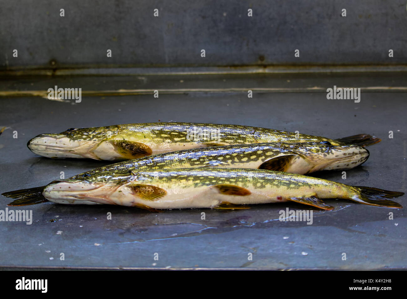Getting ready to fillet three northern pikes Stock Photo - Alamy