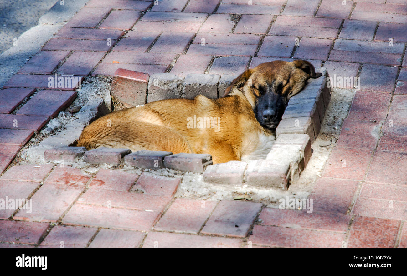 Turkey istanbul homeless poverty hi-res stock photography and images ...
