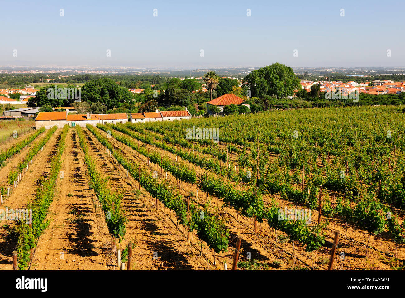 Azeitão portugal hi-res stock photography and images - Alamy