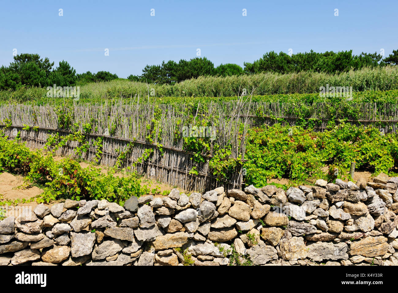 Fontanelas vineyards to produce the famous Colares wine. Sintra region ...