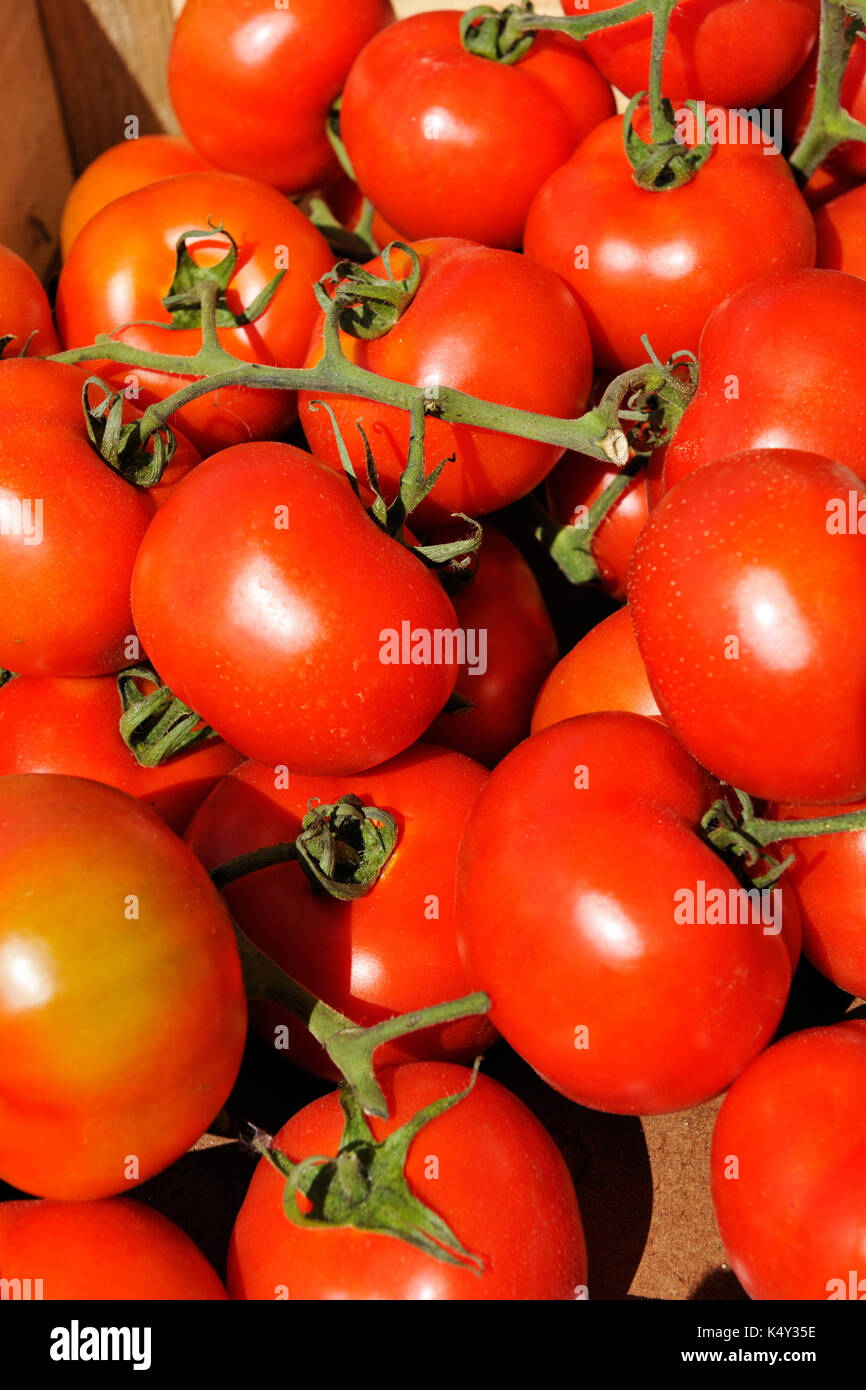 Tomatoes. Ribatejo, Portugal Stock Photo - Alamy