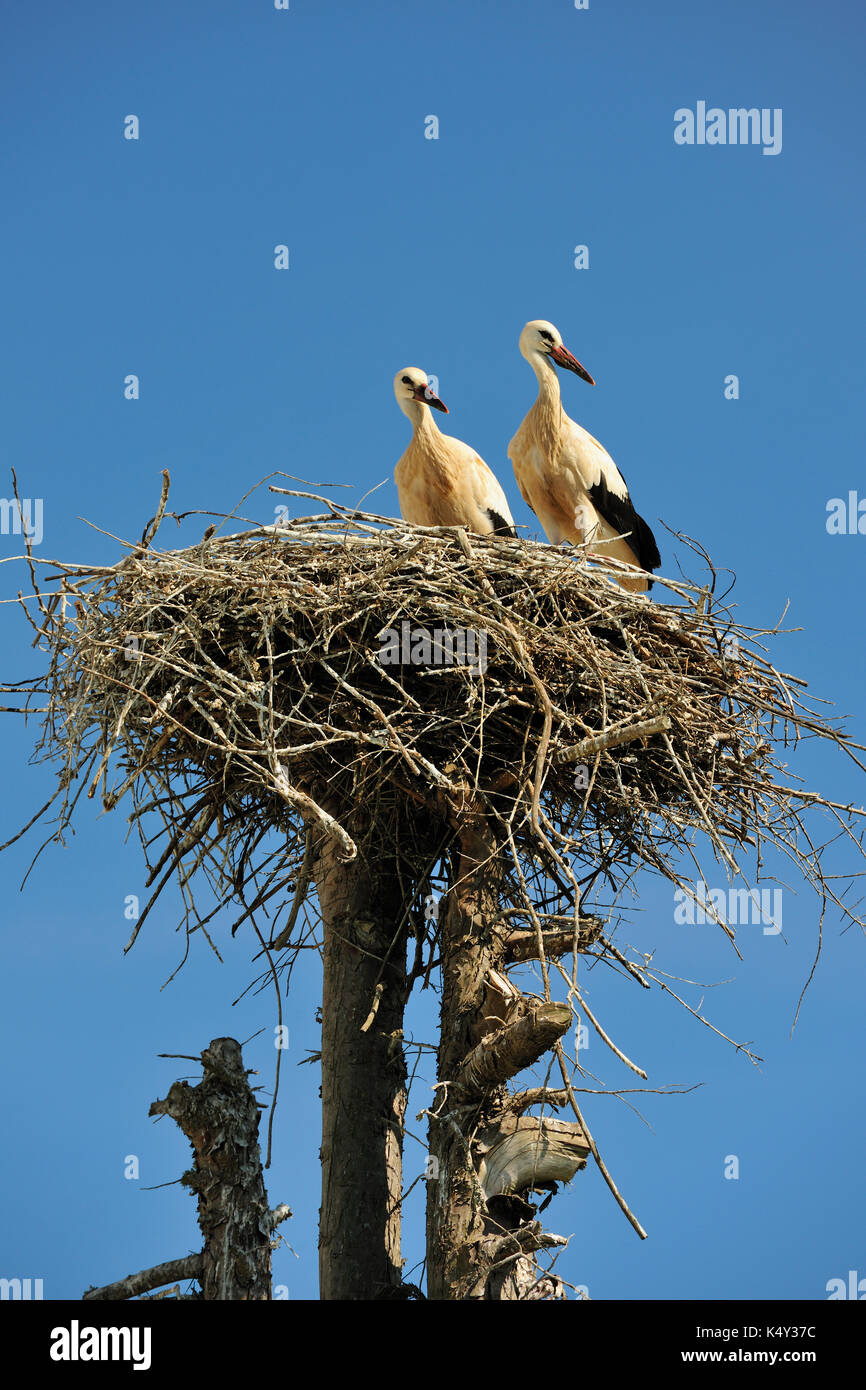 Storks portugal hi-res stock photography and images - Alamy