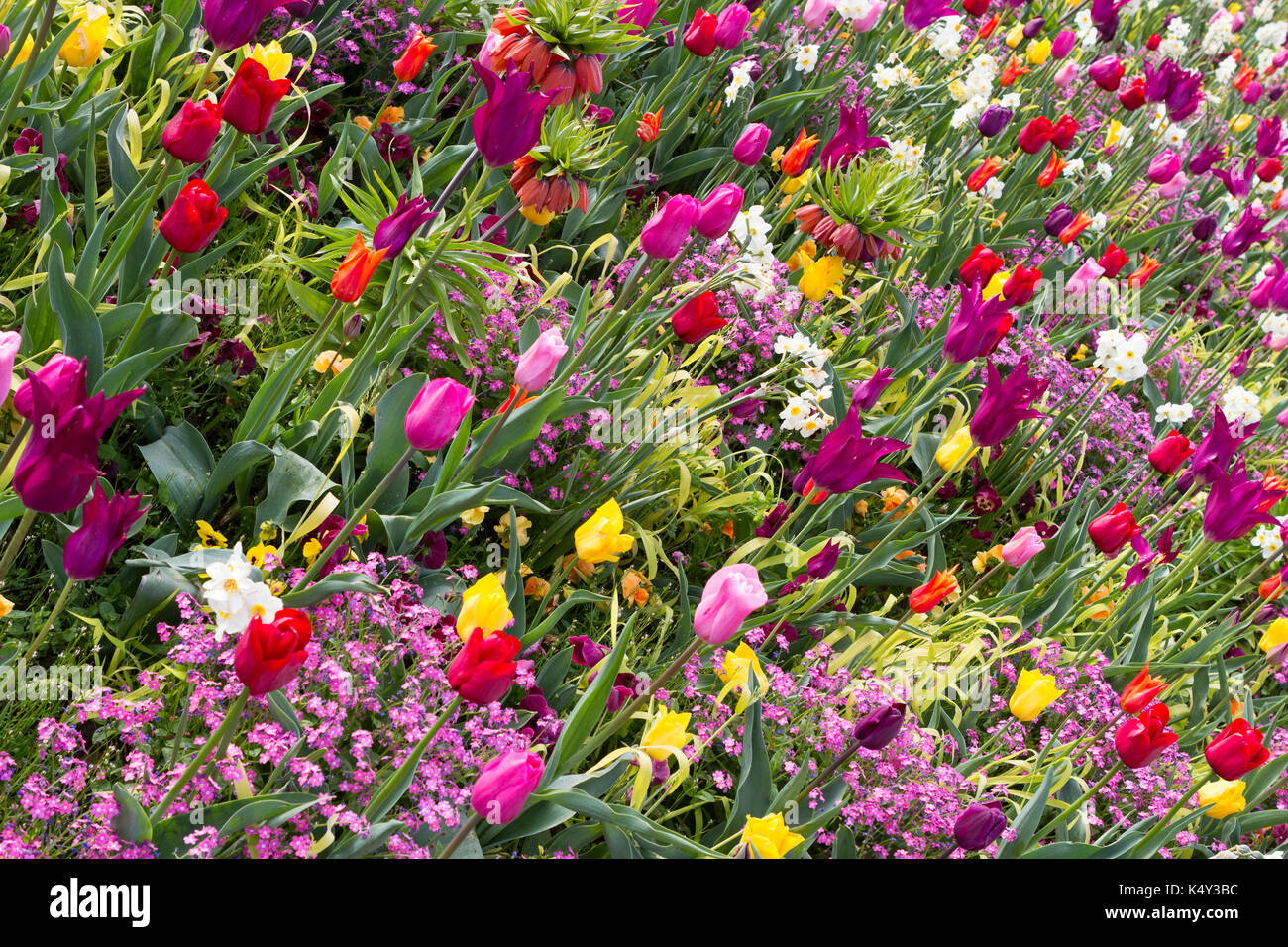 Bright colourful beautiful flowers hi-res stock photography and images ...