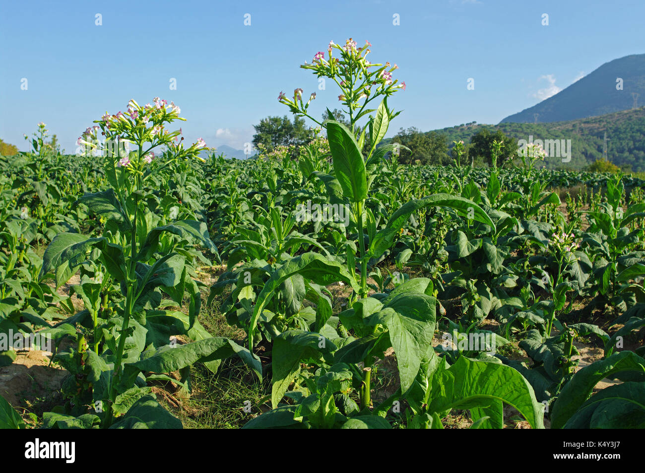 Plants In The Nightshade Family – MTSIVC