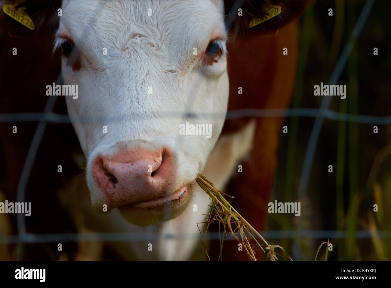 View of cow head over the fence Stock Photo - Alamy