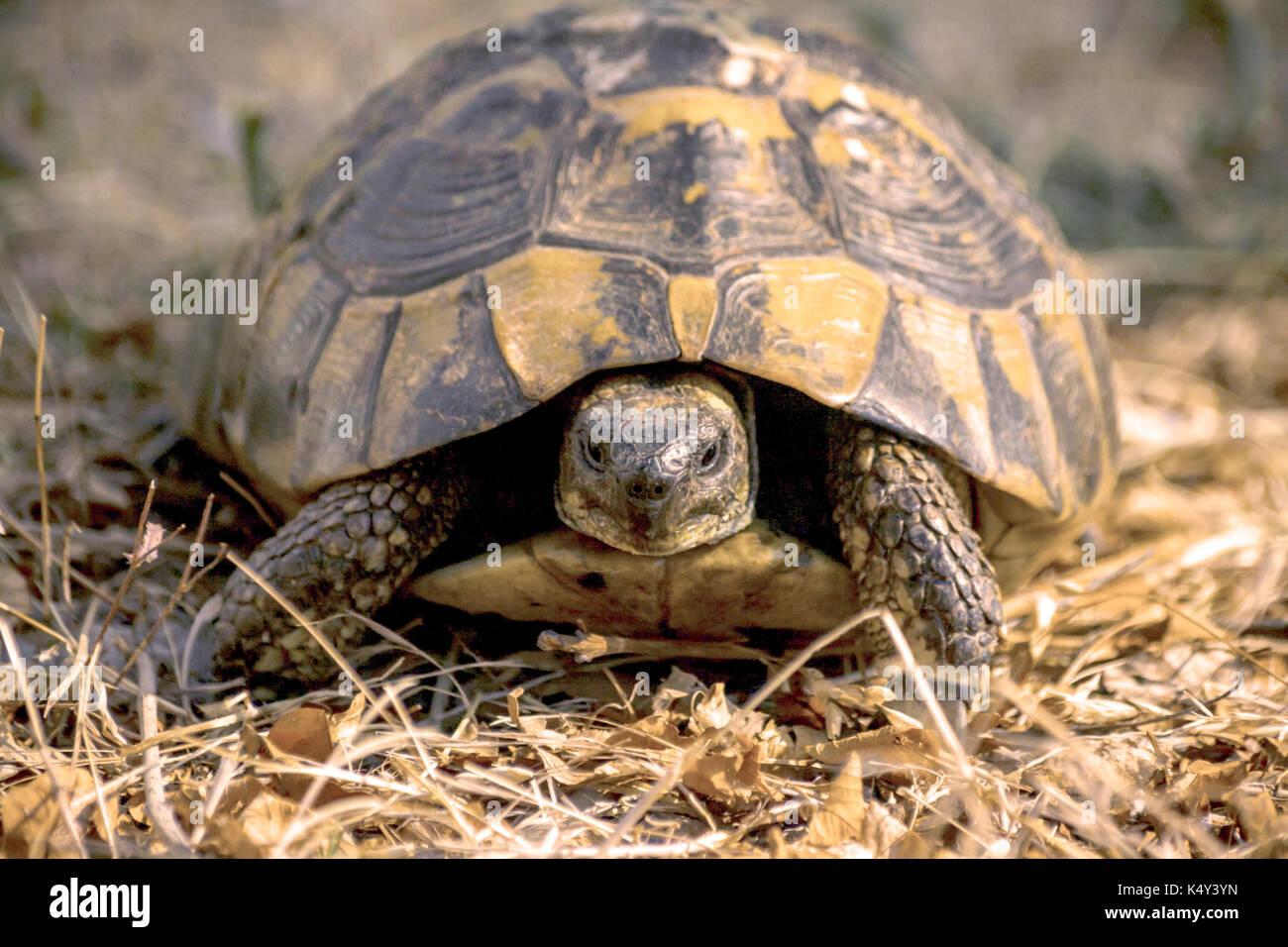 A turtle on the land Stock Photo - Alamy