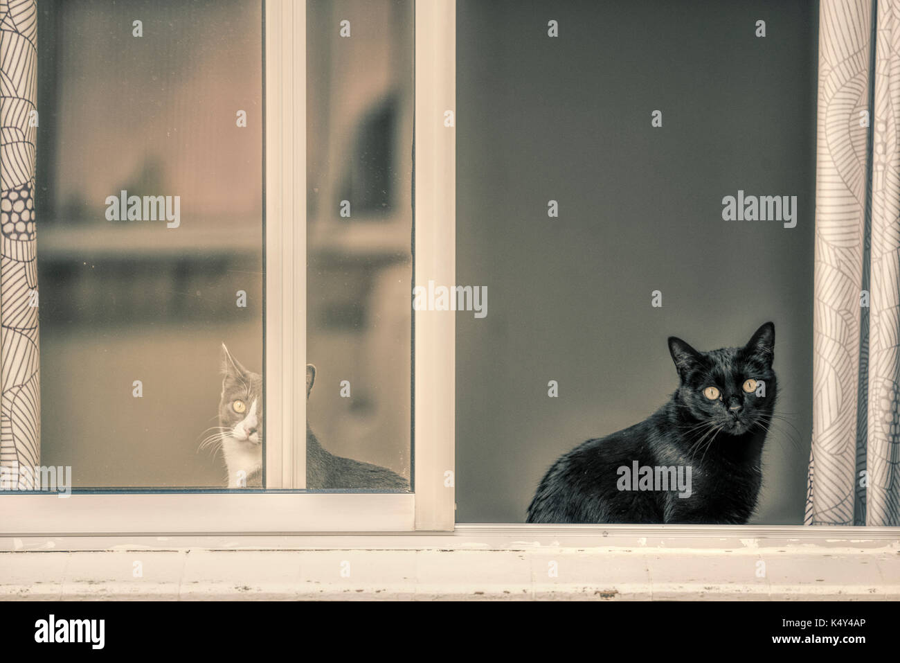 Couple of cats looking out a window Stock Photo - Alamy