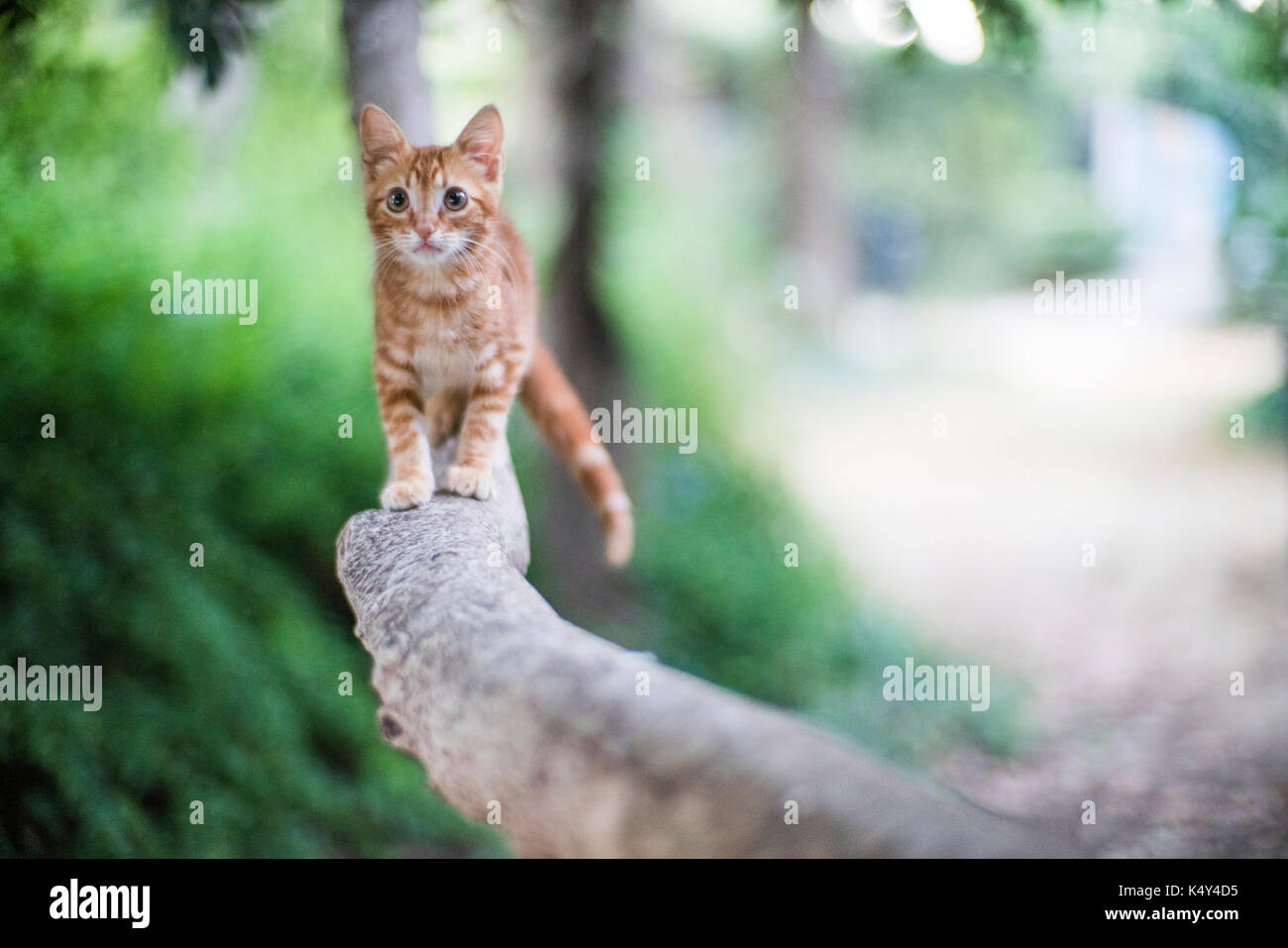 Cat Seville Spain Stock Photos & Cat Seville Spain Stock Images - Alamy