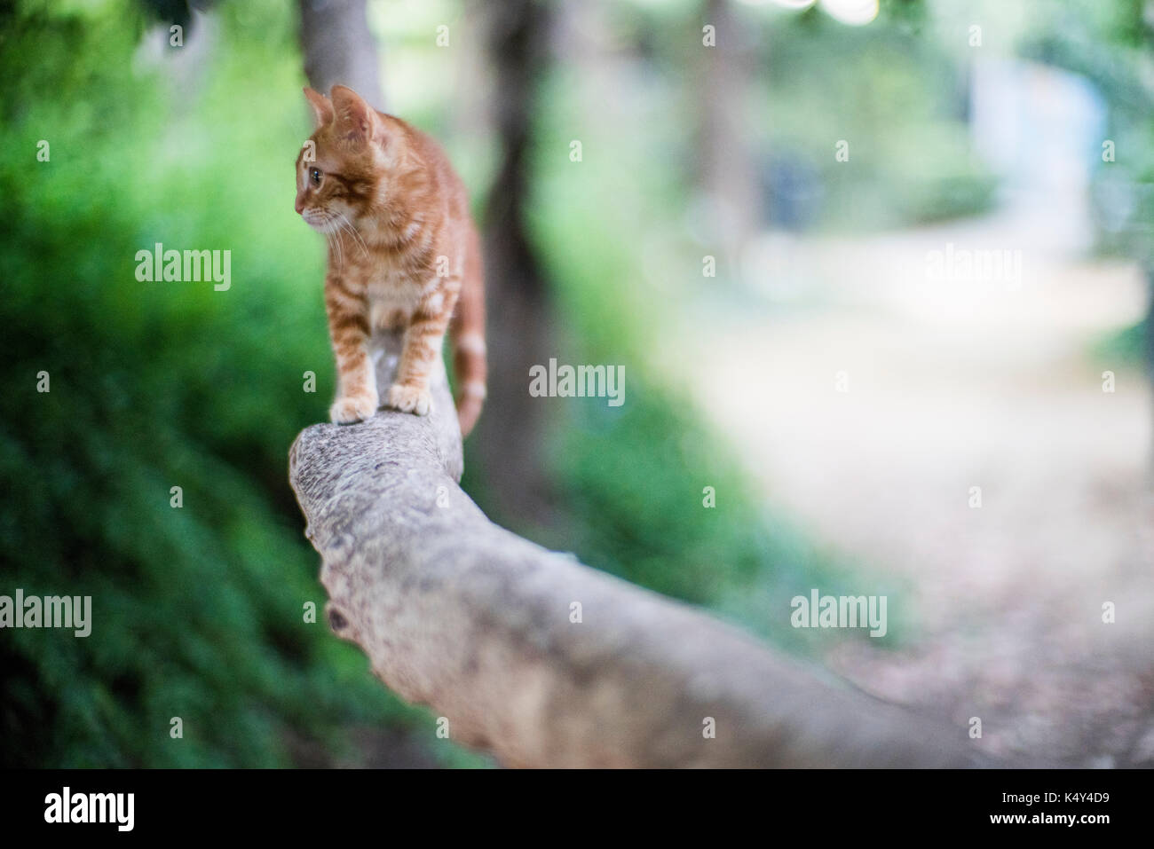 Cat seville spain hi-res stock photography and images - Alamy