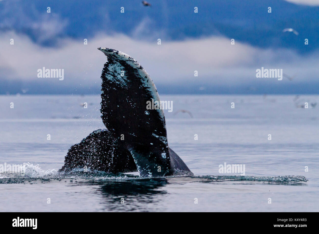 Blackfish hi-res stock photography and images - Alamy