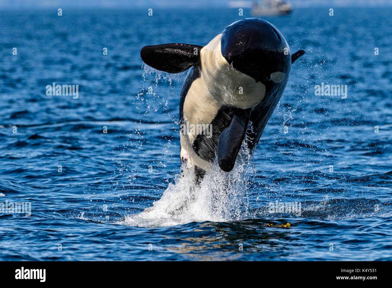 Northern resident killeer whale breaching in front of Swanson Island ...