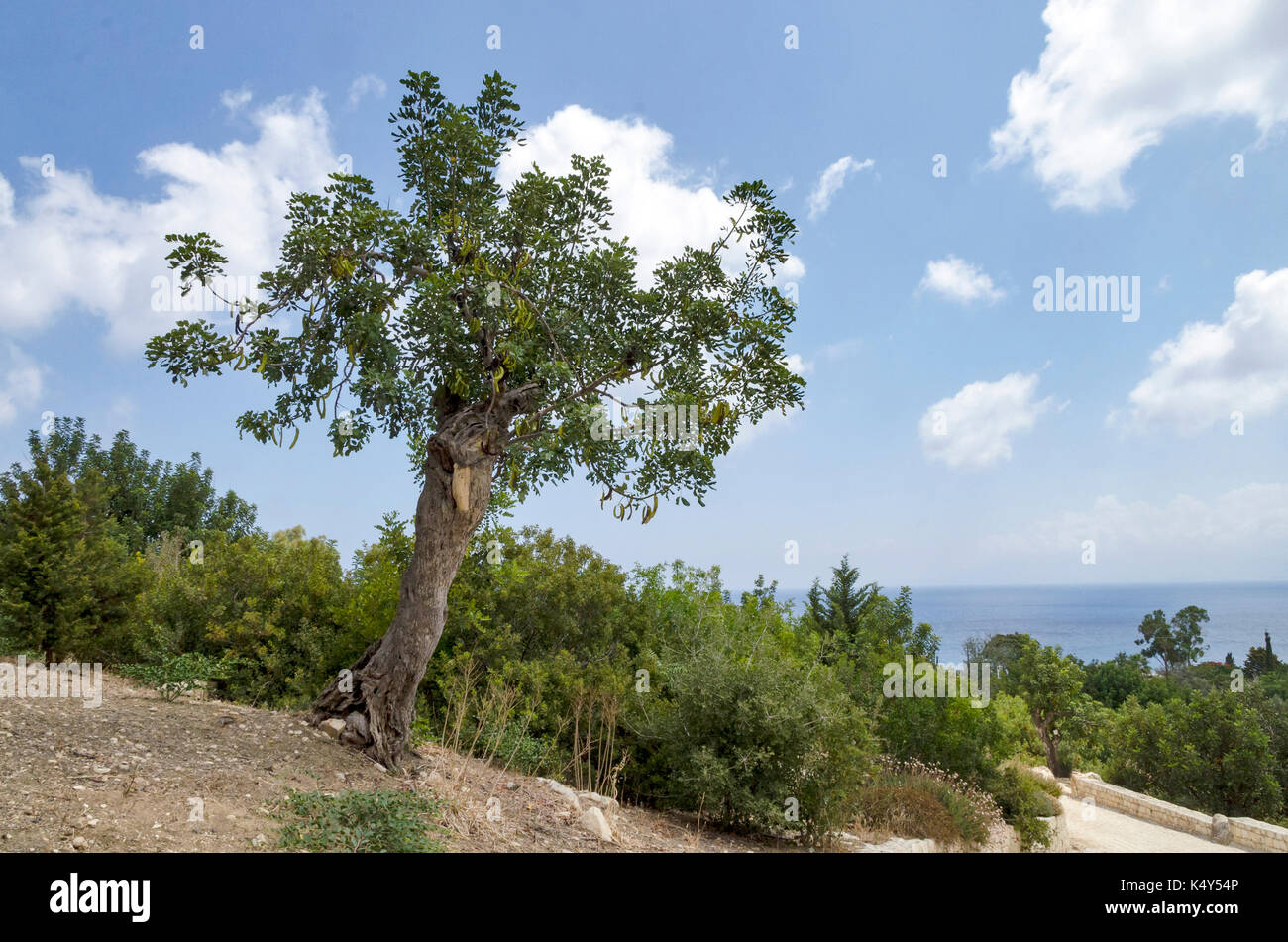 Carob cyprus hi-res stock photography and images - Alamy