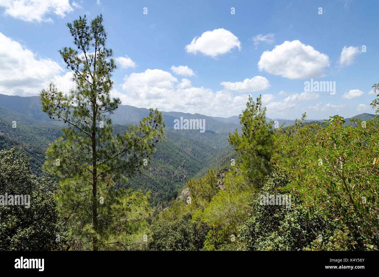 Mountains and forests in Cyprus Stock Photo - Alamy