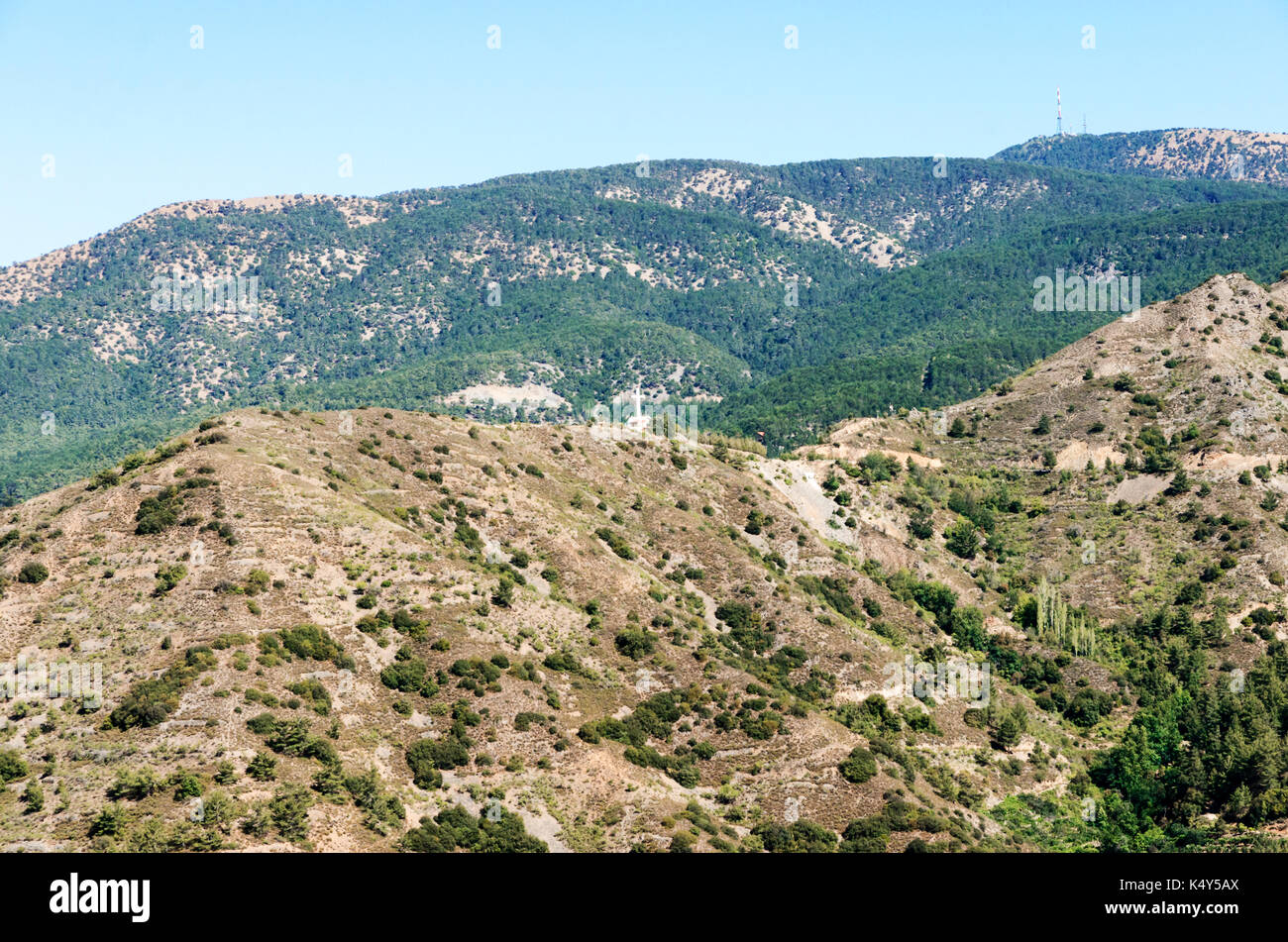 Cyprus cedar tree hi-res stock photography and images - Alamy