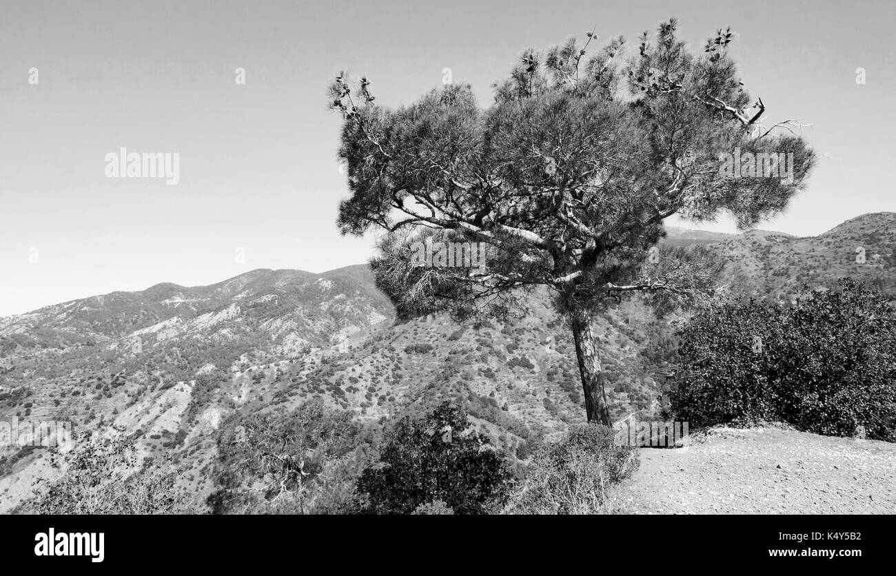 Cedar tree Black and White Stock Photos & Images - Alamy
