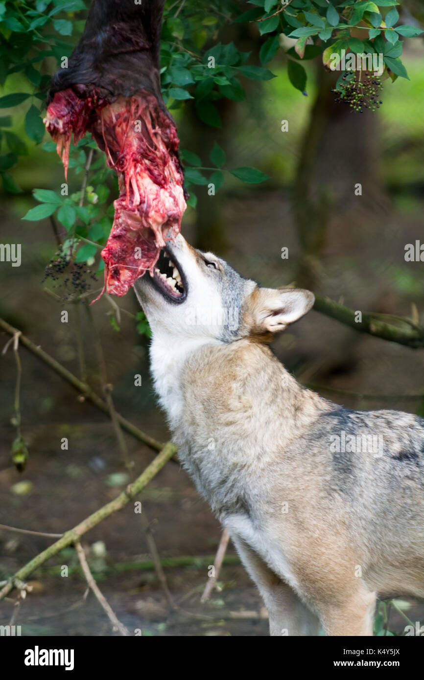 Wolf eating raw meat at feeding time Stock Photo - Alamy