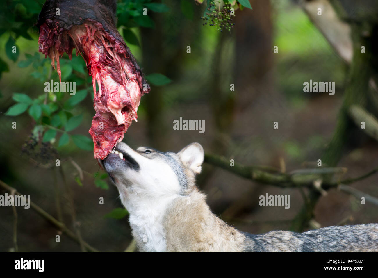 Wolf eating hi-res stock photography and images - Alamy