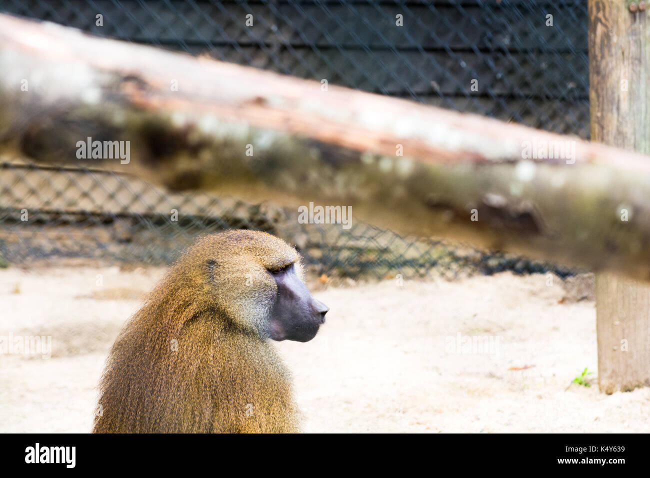 Baboon in cage hi-res stock photography and images - Alamy