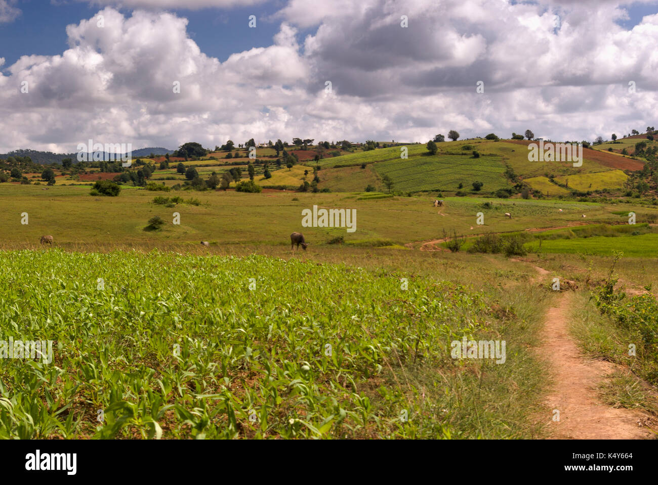 Landscape of farmland, Shan State, Burma, Myanmar, South East Asia ...