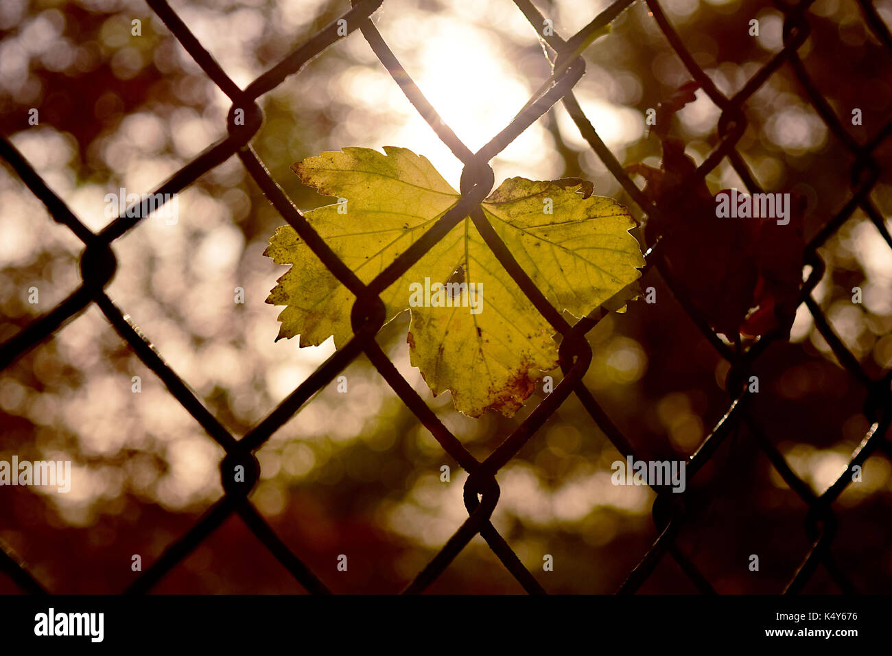Fallen leaf caught on fence, photographed at Edinburgh Zoo Stock Photo ...