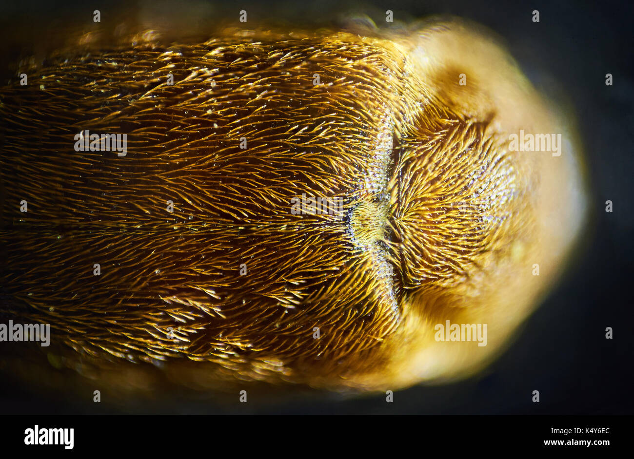 Parasite microscope hi-res stock photography and images - Alamy