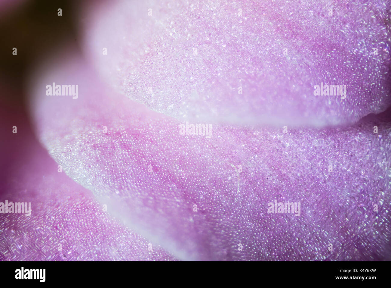 Microscope image of violet flower petal cells Stock Photo - Alamy