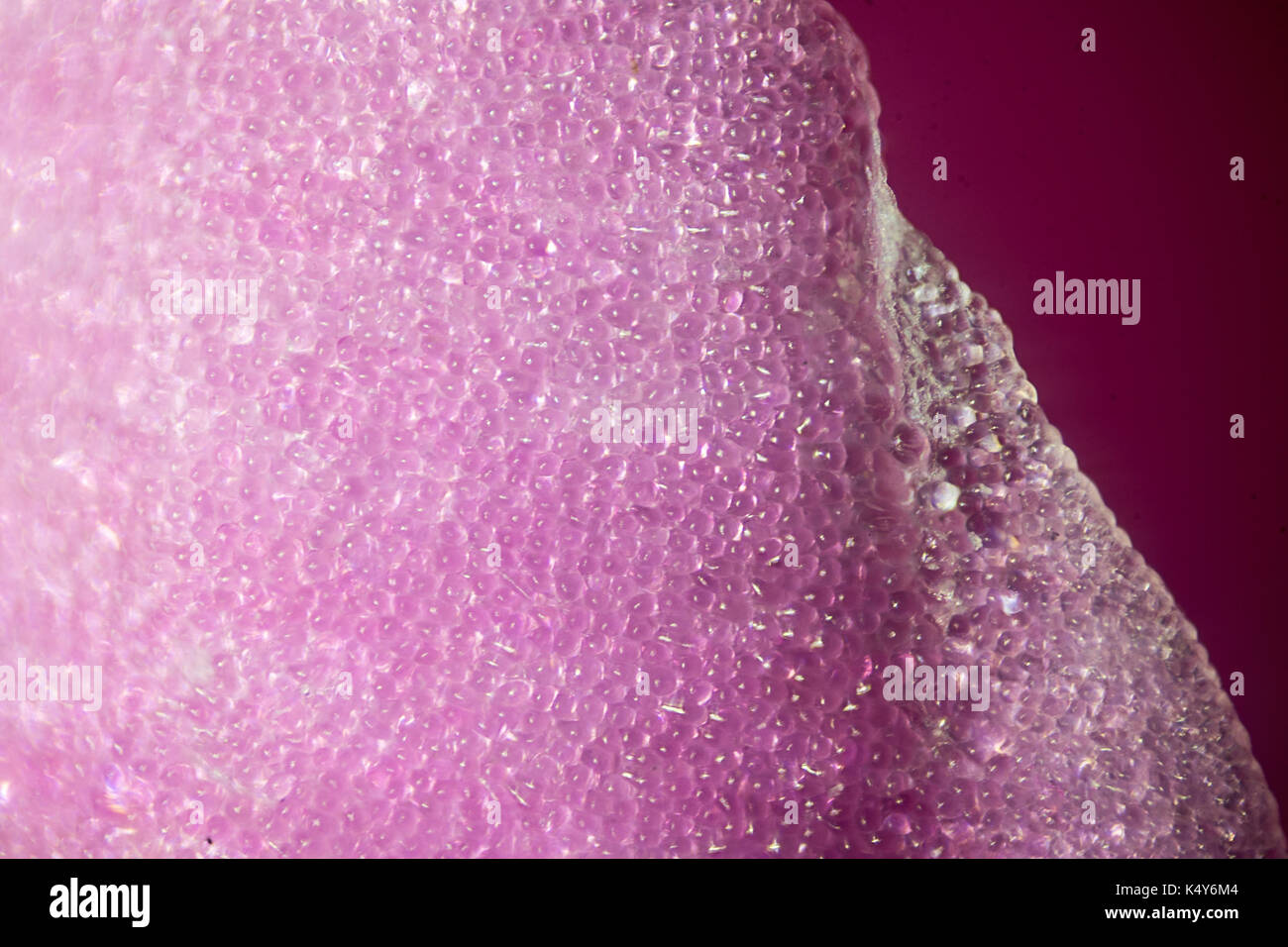 Microscope image of violet flower petal cells Stock Photo - Alamy