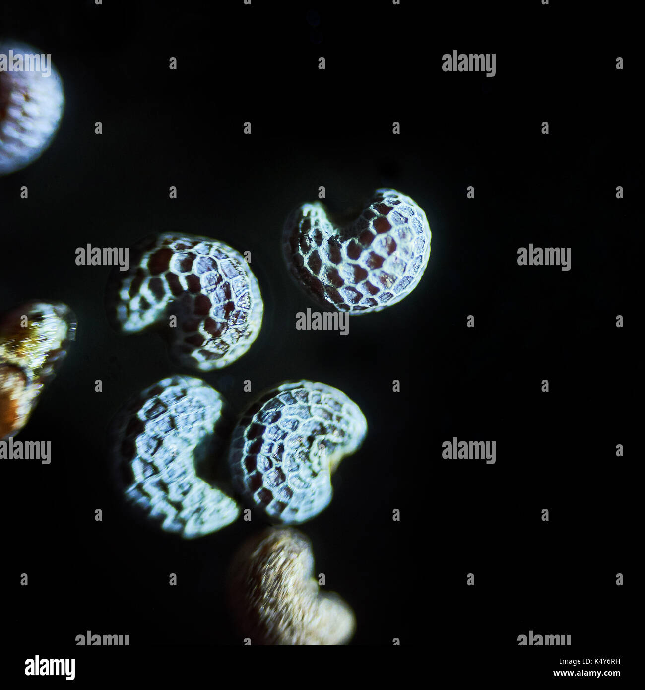 Microscopic seeds opium poppy Papaver somniferum. Wet shoots by ...