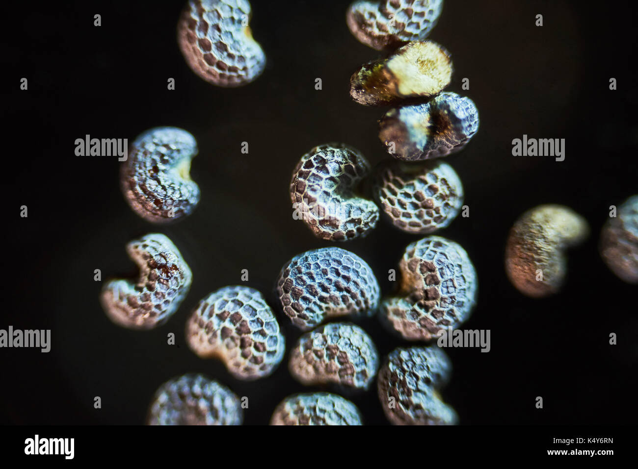 Microscopic seeds opium poppy Papaver somniferum. Wet shoots by ...