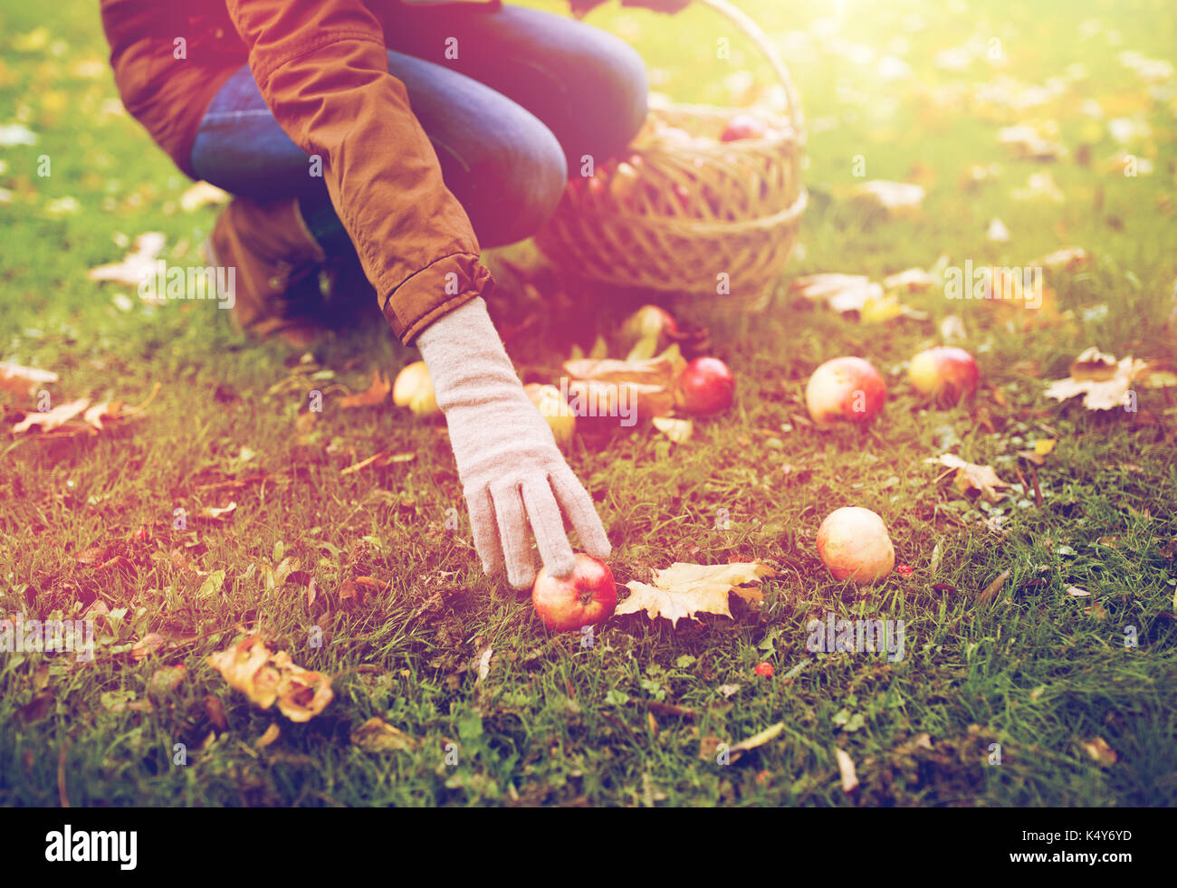 Woman young picking fruit hi-res stock photography and images - Alamy